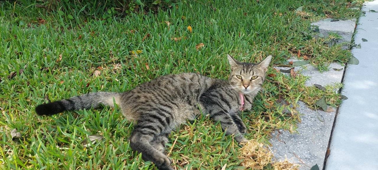 Florida update #2: A kitty named Ladybug [UPDATE: She's ours!] - The ...
